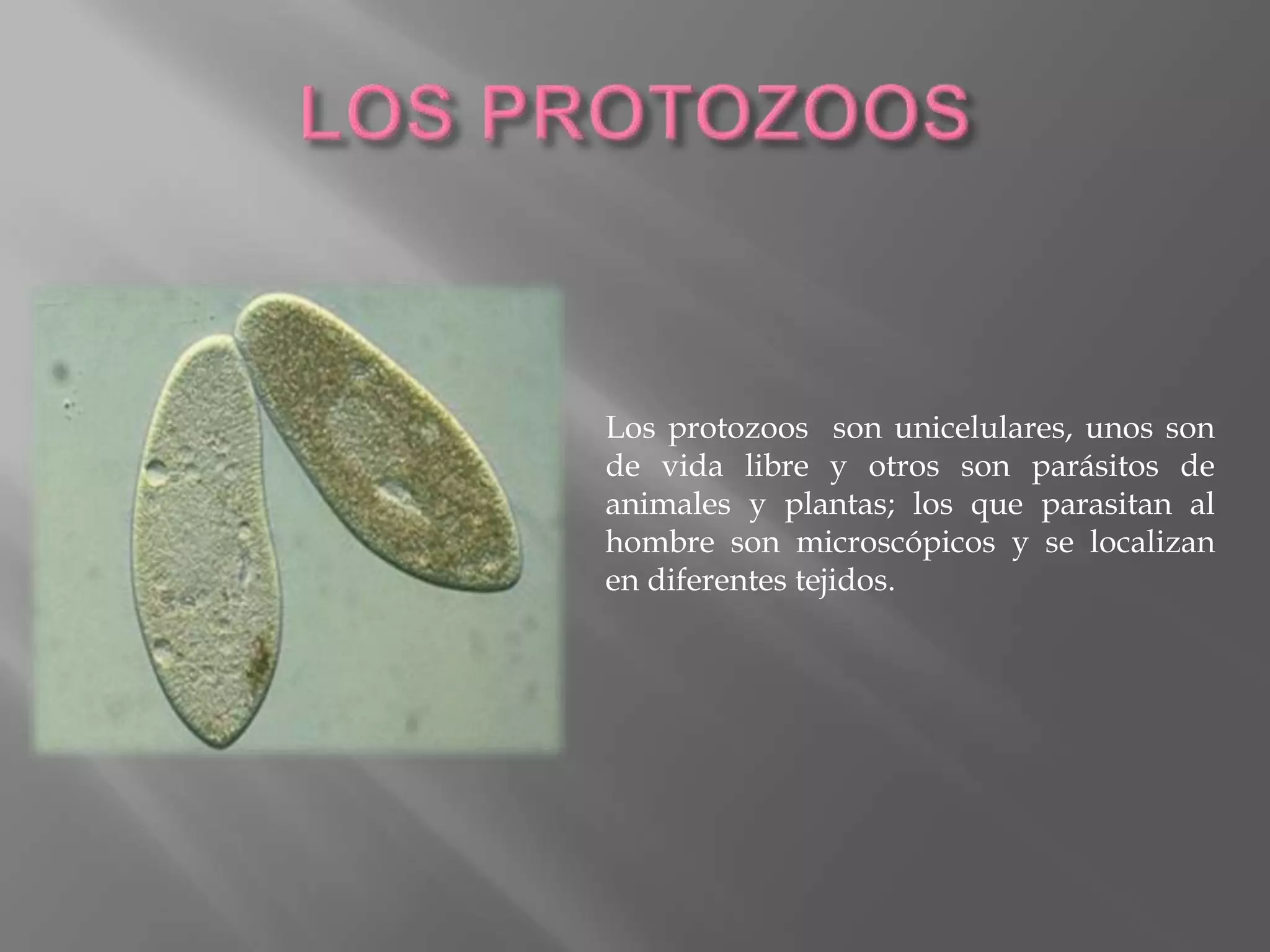 Generalidades de los protozoos | PPT