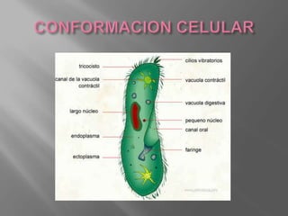 Generalidades de los protozoos | PPTX