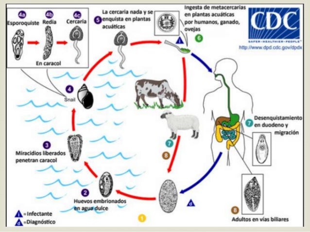 Generalidades de los trematodos