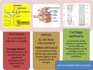 Generalidades del sistema articular | PPTX