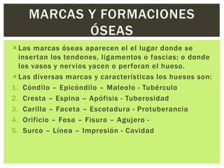 Generalidades del sistema esqueletico | PPTX