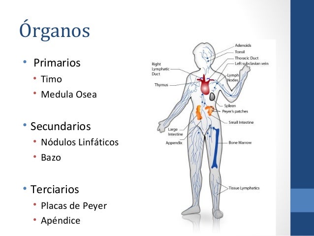 Curso Inmunologia 01 Generalidades del Sistema Inmune