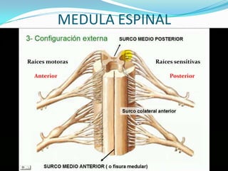 Generalidades del sistema nervioso | PPTX