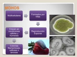 Generalidades de micologia | PPTX