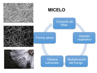 Generalidades de micologia, diagnostico y tratamiento. | PPTX ...
