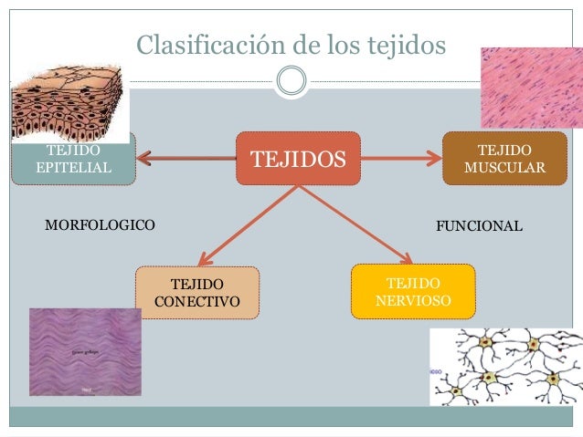 Generalidades de tejidos