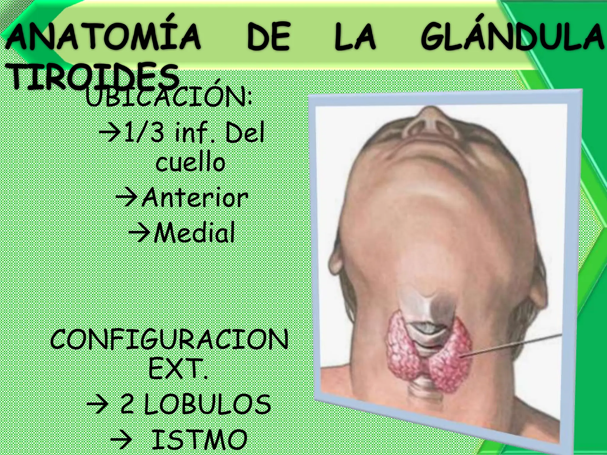 Generalidades de tiroides. Anatomía. Fisiología. Patologíaspptx | PPTX