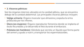 Presentación Generalidades de vísceras.pptx