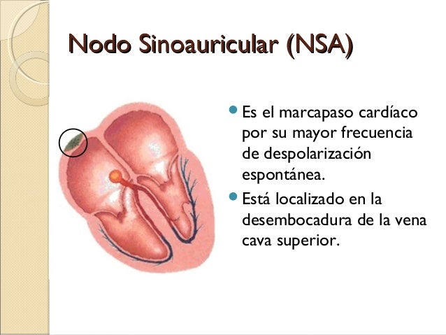 Generalidades ecg