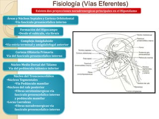 Generalidades Hipotálamo e Hipófisis | PPTX