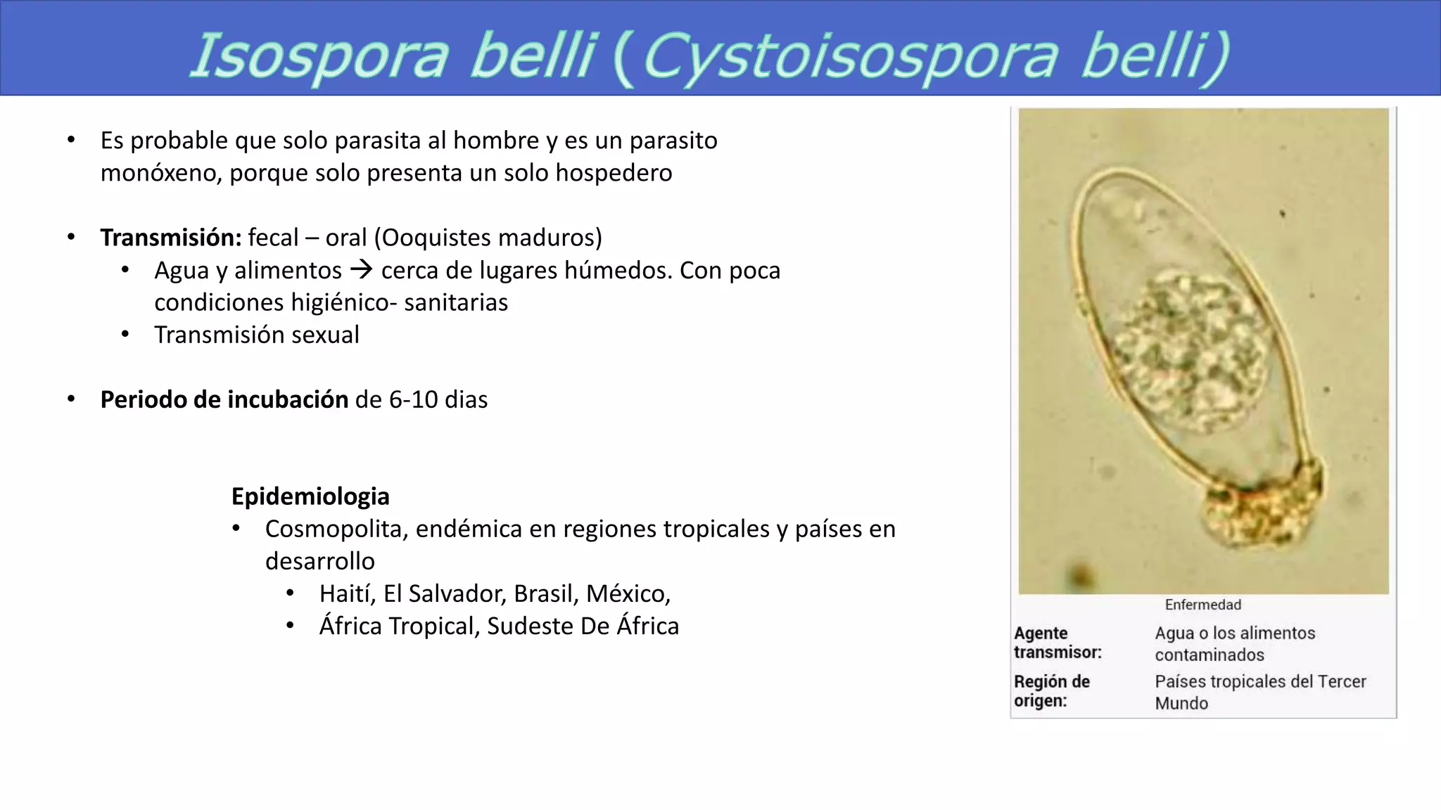 Generalidades isospora | PPTX | Infectious Diseases | Diseases and ...