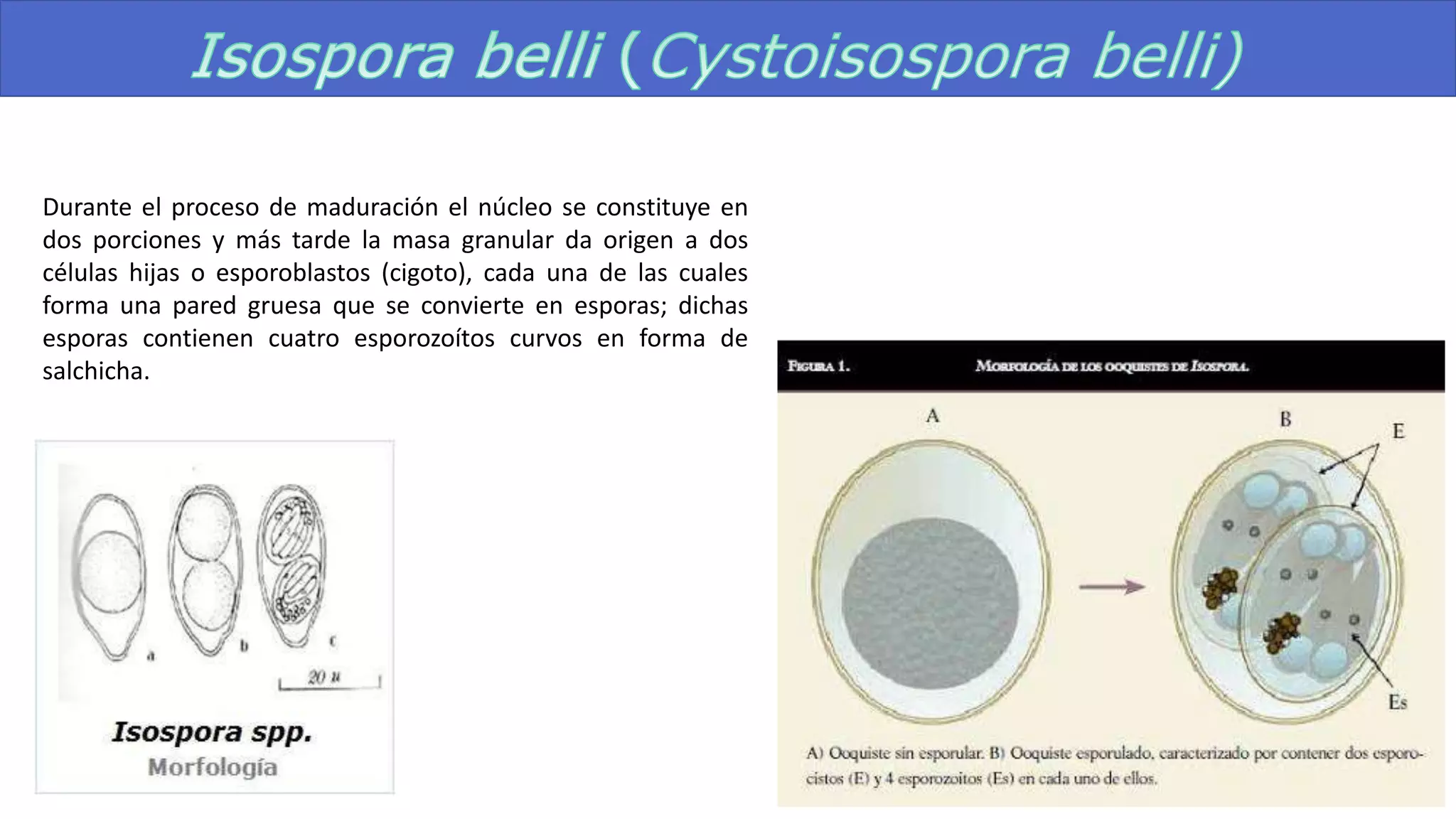 Generalidades isospora | PPTX | Infectious Diseases | Diseases and ...