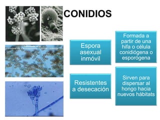 generalidades micologia.pptx