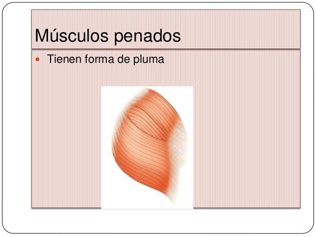 Generalidades miologia