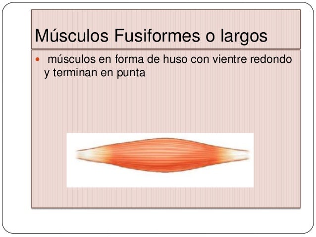 Generalidades miologia