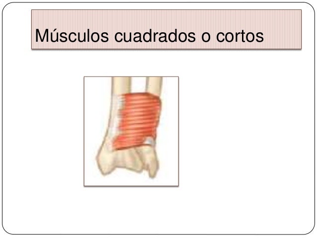 Generalidades miologia