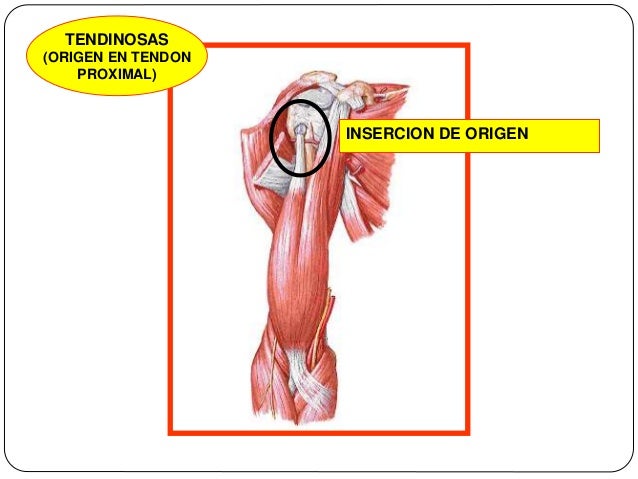 Generalidades miologia