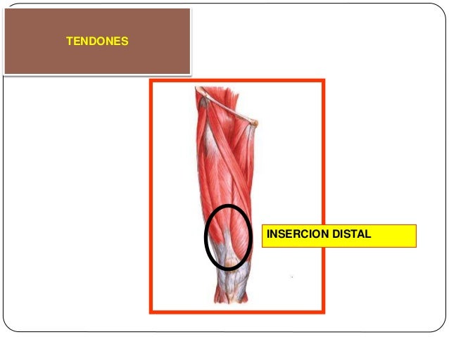 Generalidades miologia