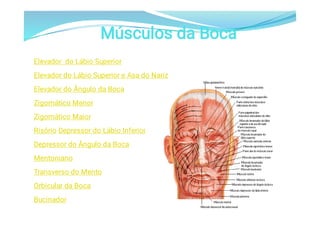 Generalidades Miologia e Músculos da Cabeça e Pescoço 2014.pdf