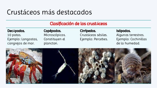 Crustaceos Caracteristicas