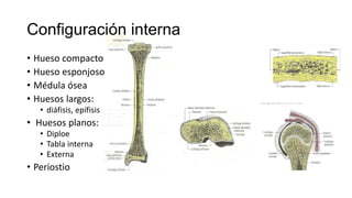 Generalidades sistema esqueletico | PDF