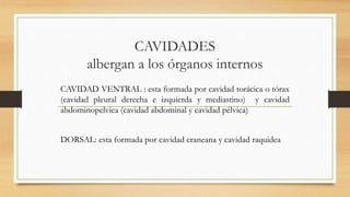 GENERALIDADES SOBRE LA ESTRUCTURA CORPORAL.pptx