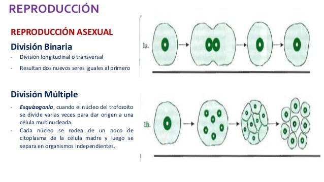Generalidades sobre parasitos del reino protista