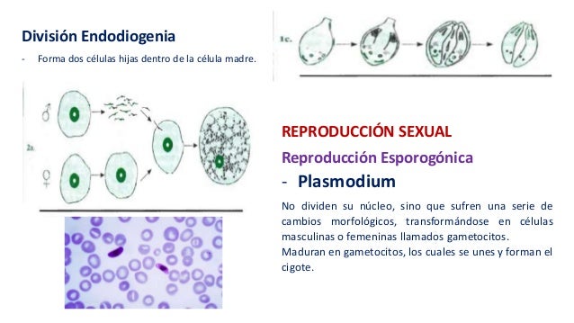 Generalidades sobre parasitos del reino protista