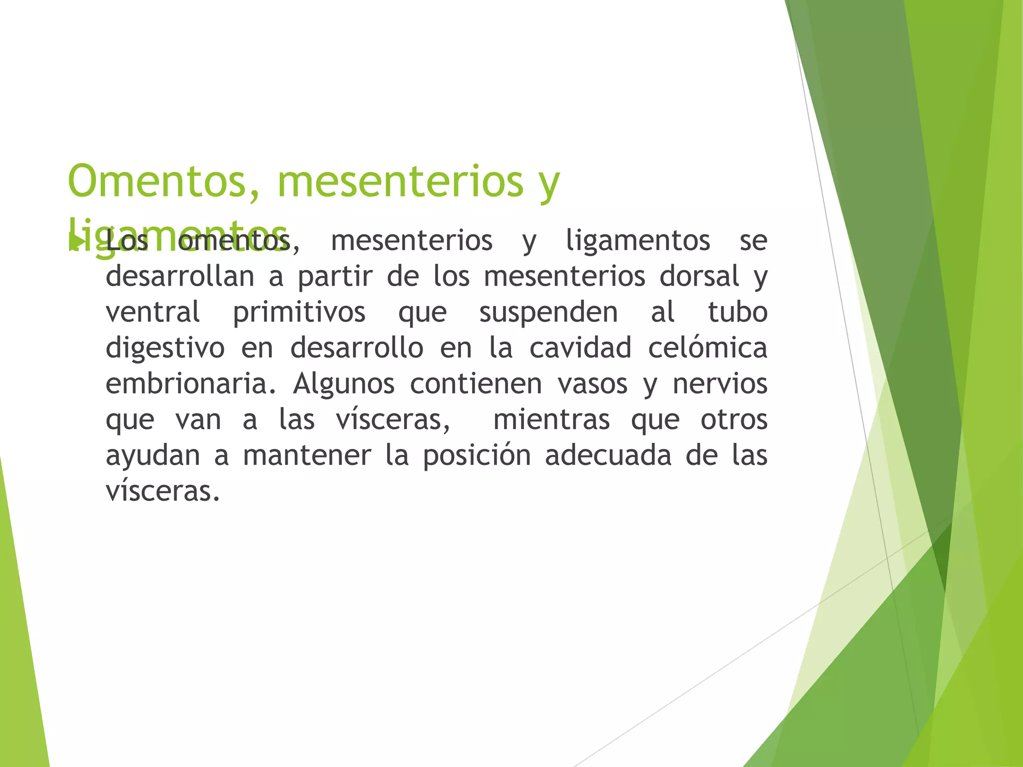 Generalidades vísceras abdominales | PPTX