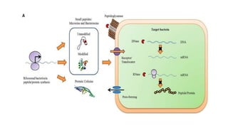 General introduction and applications of bacteriocins | PPTX