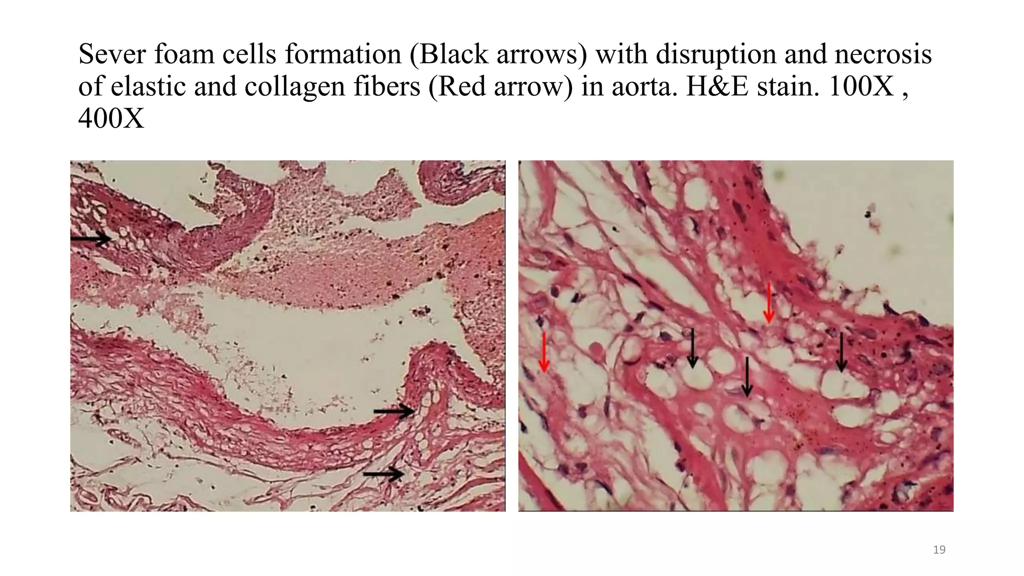 General introduction and preparation of tissue slides.pptx