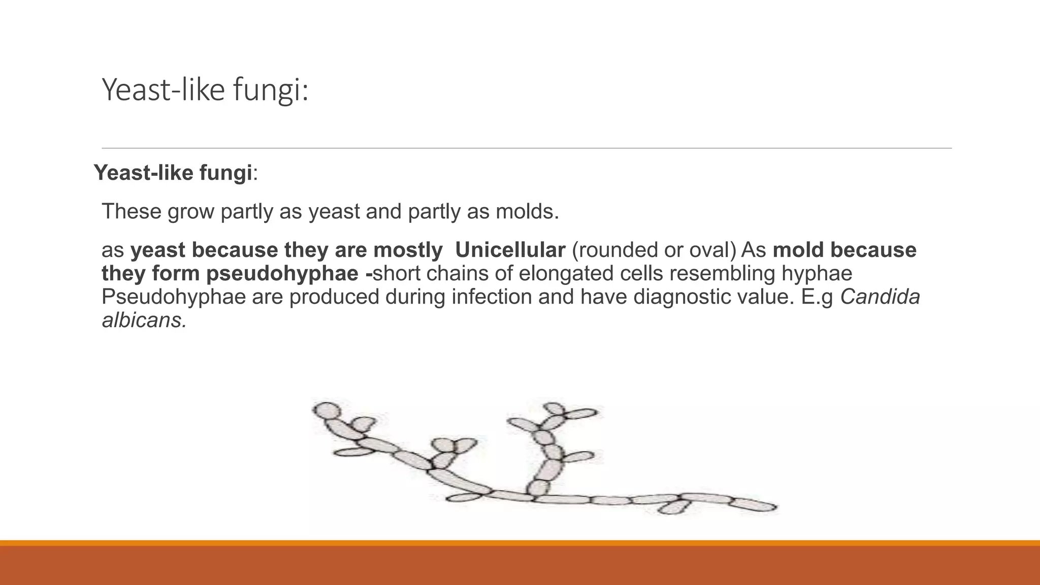 General introduction to mycology-1.pptx
