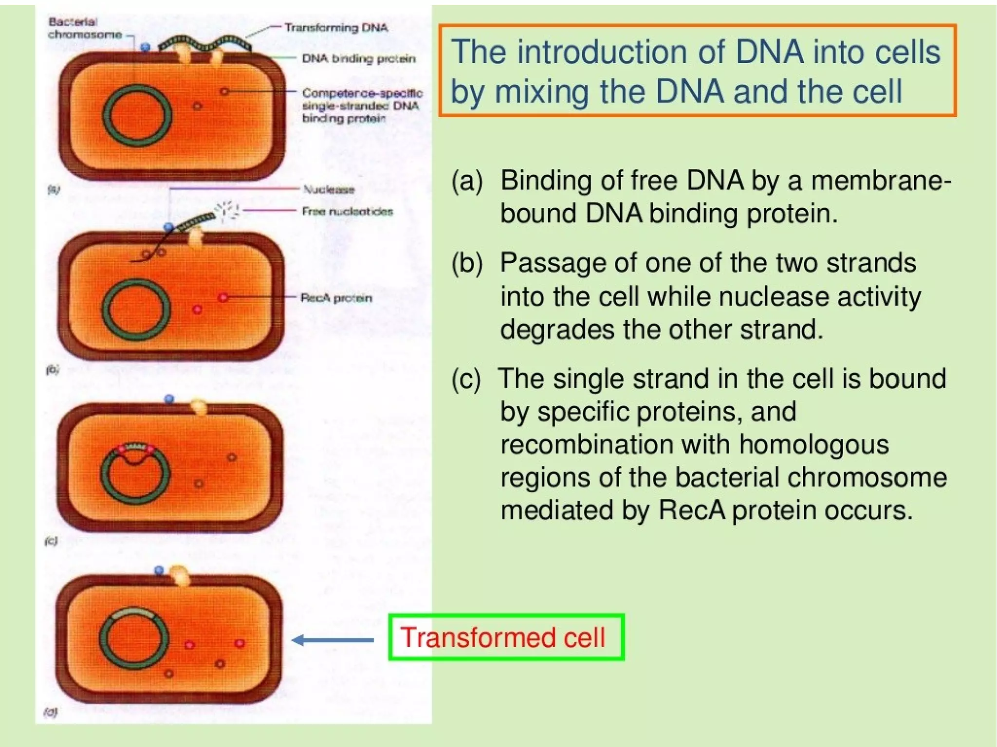 Generalized And Specialized Transduction Transformation And Conjugation Ppt