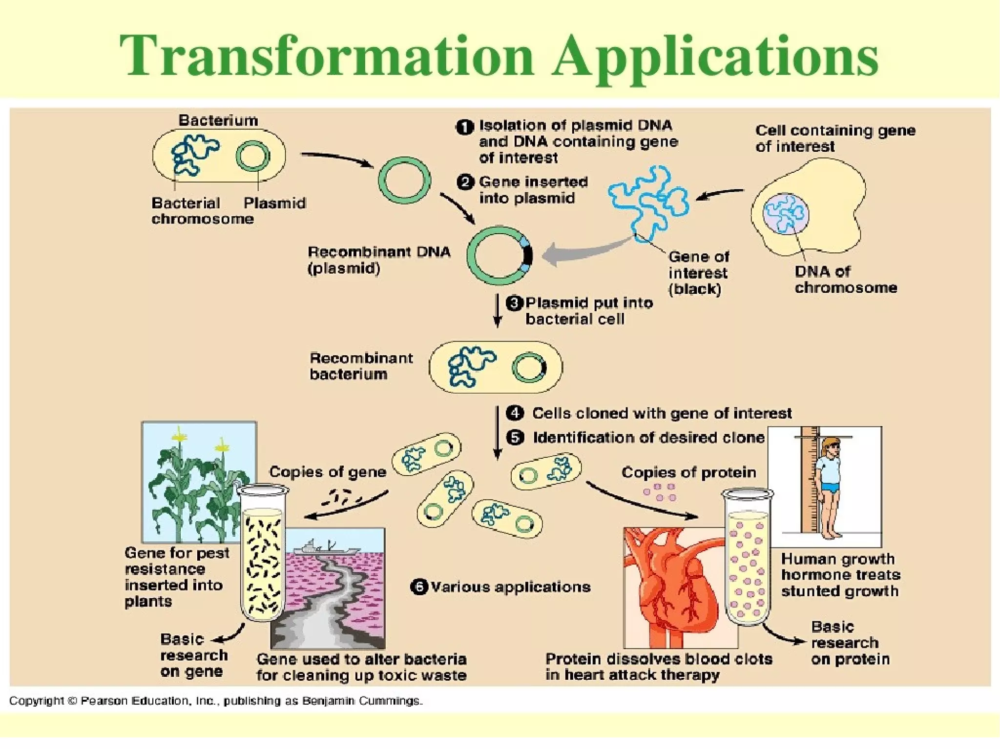 Generalized & specialized transduction, transformation and conjugation ...
