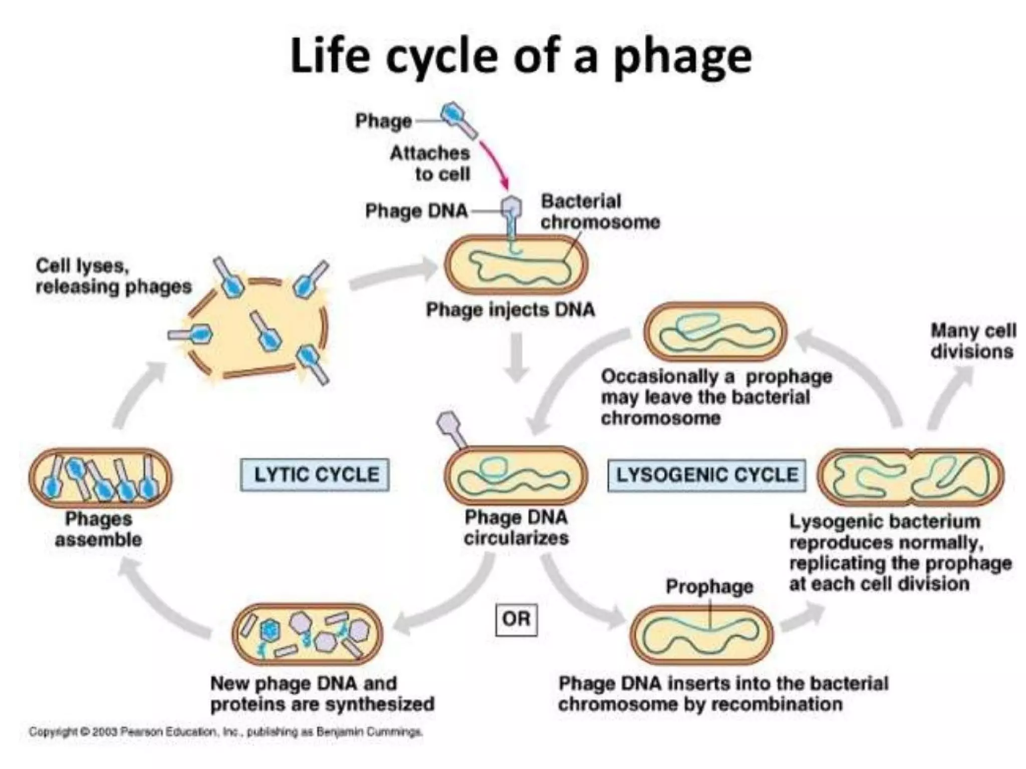 Generalized And Specialized Transduction Transformation And Conjugation Ppt