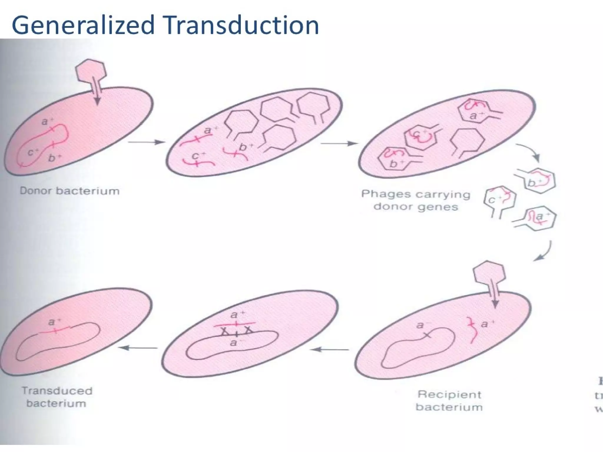 Generalized & specialized transduction, transformation and conjugation ...