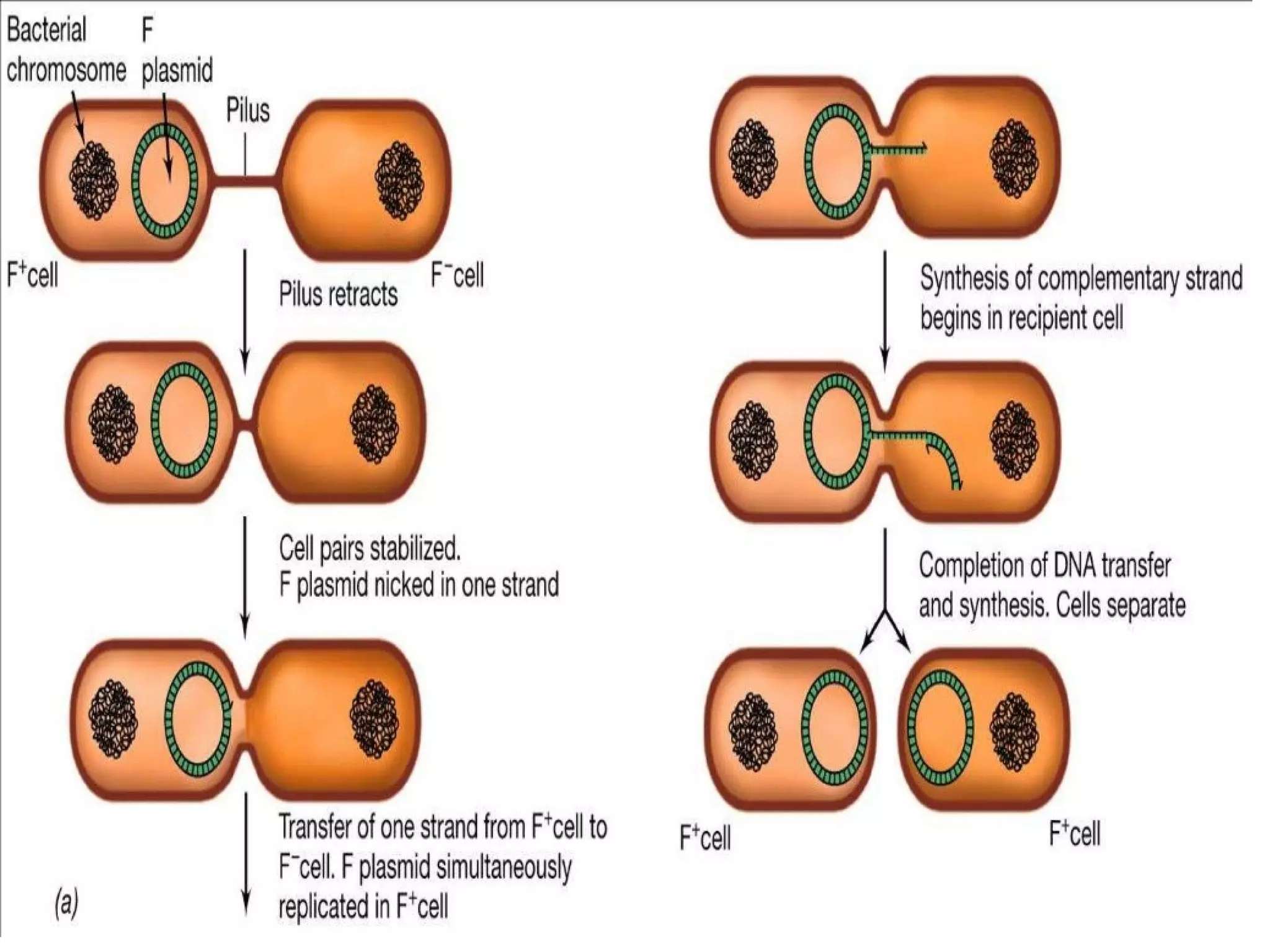 Generalized & specialized transduction, transformation and conjugation ...
