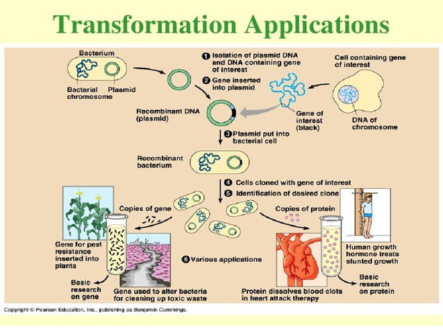 Generalized & specialized transduction, transformation and conjugation ...