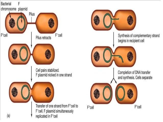Generalized & specialized transduction, transformation and conjugation ...