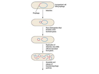 Generalized Transduction In Bacteria