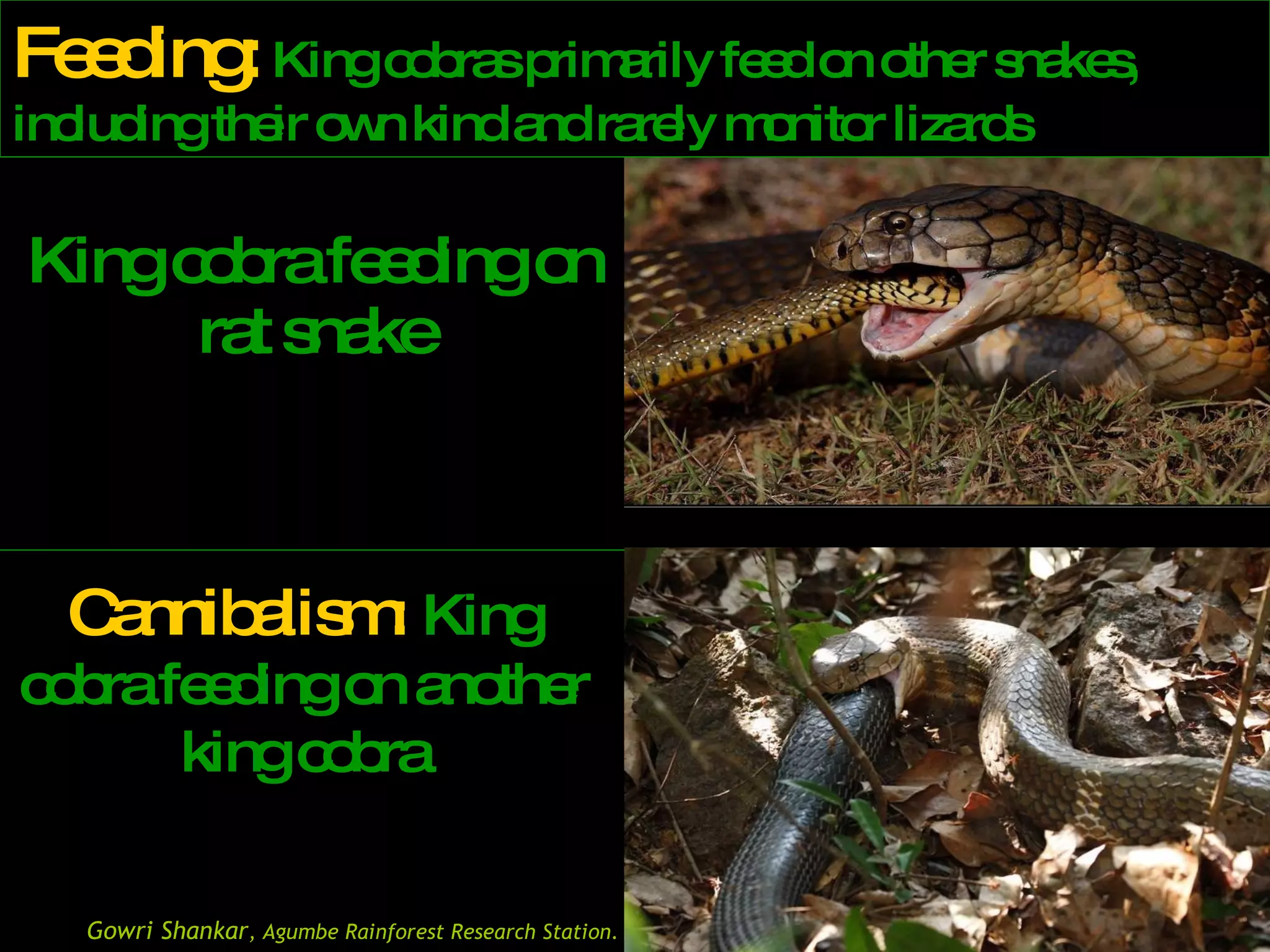 Presentation on King cobra | PPS