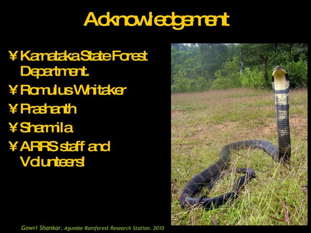 Presentation on King cobra | PPS | Reptiles | Pets