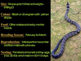 Presentation on King cobra | PPS