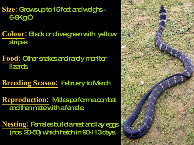 Presentation on King cobra | PPS | Reptiles | Pets