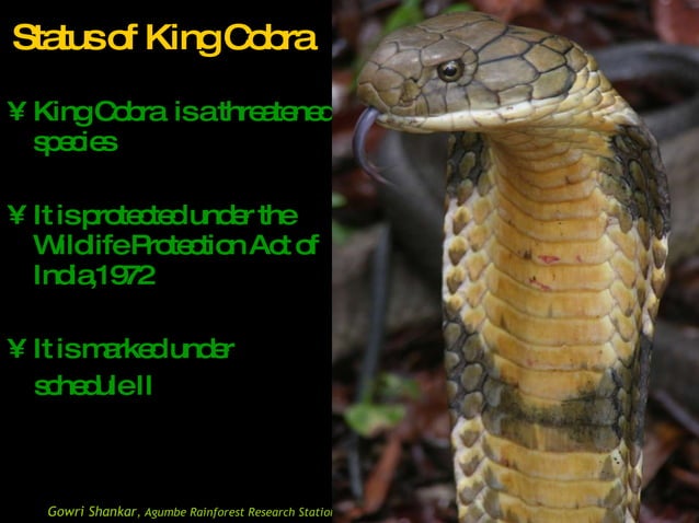Presentation on King cobra | PPS | Reptiles | Pets