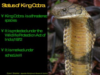 Tropical Rainforest King Cobra