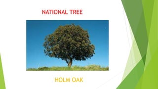 General knowledge - National Symbols Of SPAIN | PPTX