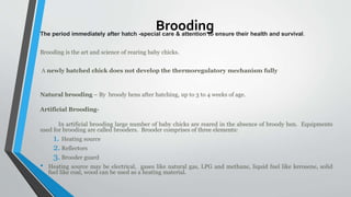 General management in poultry farms.pptx