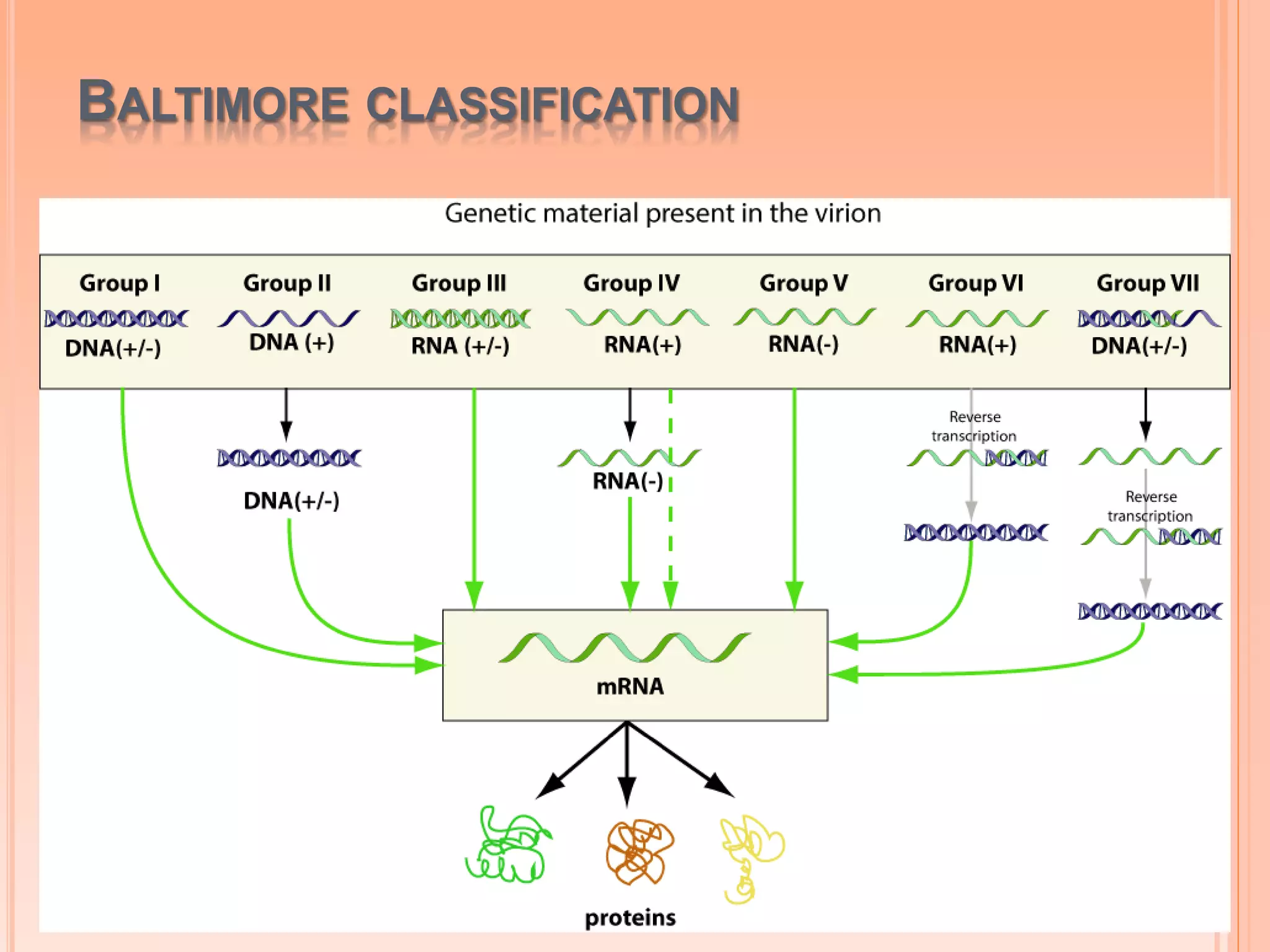classification of virus :LHT,HOLMES,BALTIMORE,ICTV | PPTX