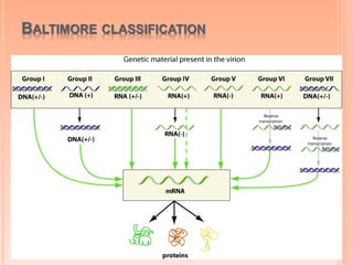 classification of virus :LHT,HOLMES,BALTIMORE,ICTV | PPTX